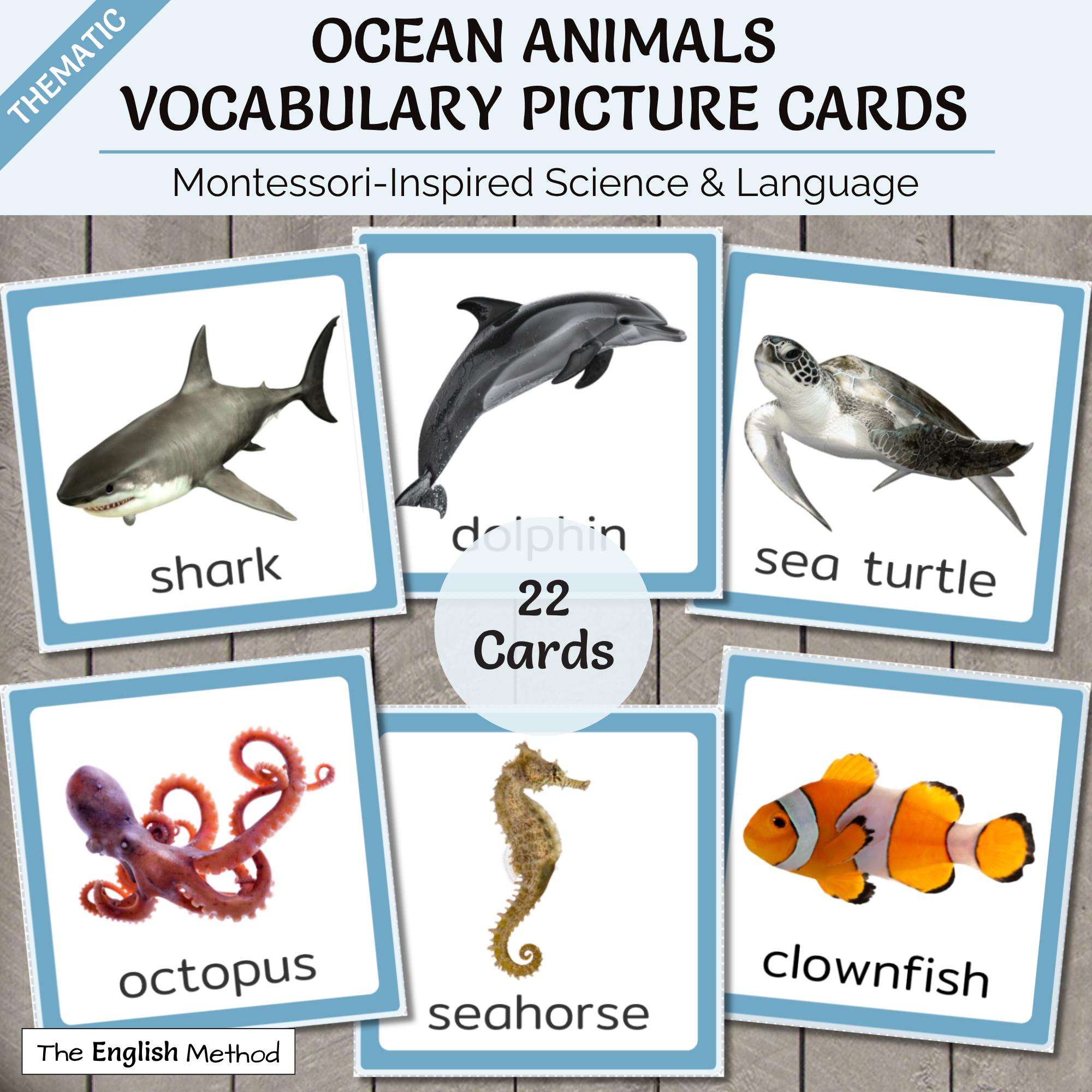 Ocean Animals Vocabulary Picture Cards | Real Photos | Montessori ...