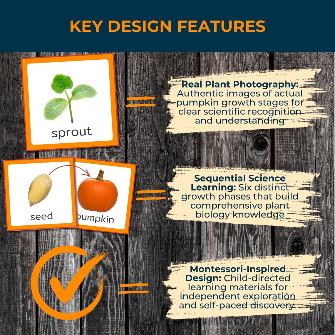 Pumpkin Life Cycle Cards | Real Photos | Early Biology | Preschool ...