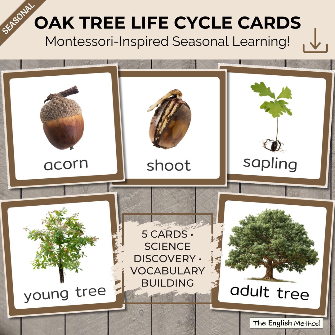 Oak Tree Life Cycle Cards | Real Photos | Early Biology | Preschool ...