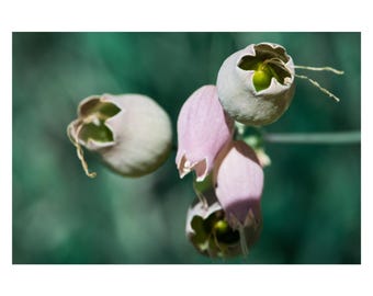 Microbits 1 Digital Print Wall Art Modern Home Decor Urio Amar Photography Fine Art Giclee ...