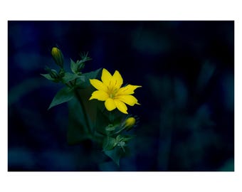 Microbits 1 Digital Print Wall Art Modern Home Decor Urio Amar Photography Fine Art Giclee ...