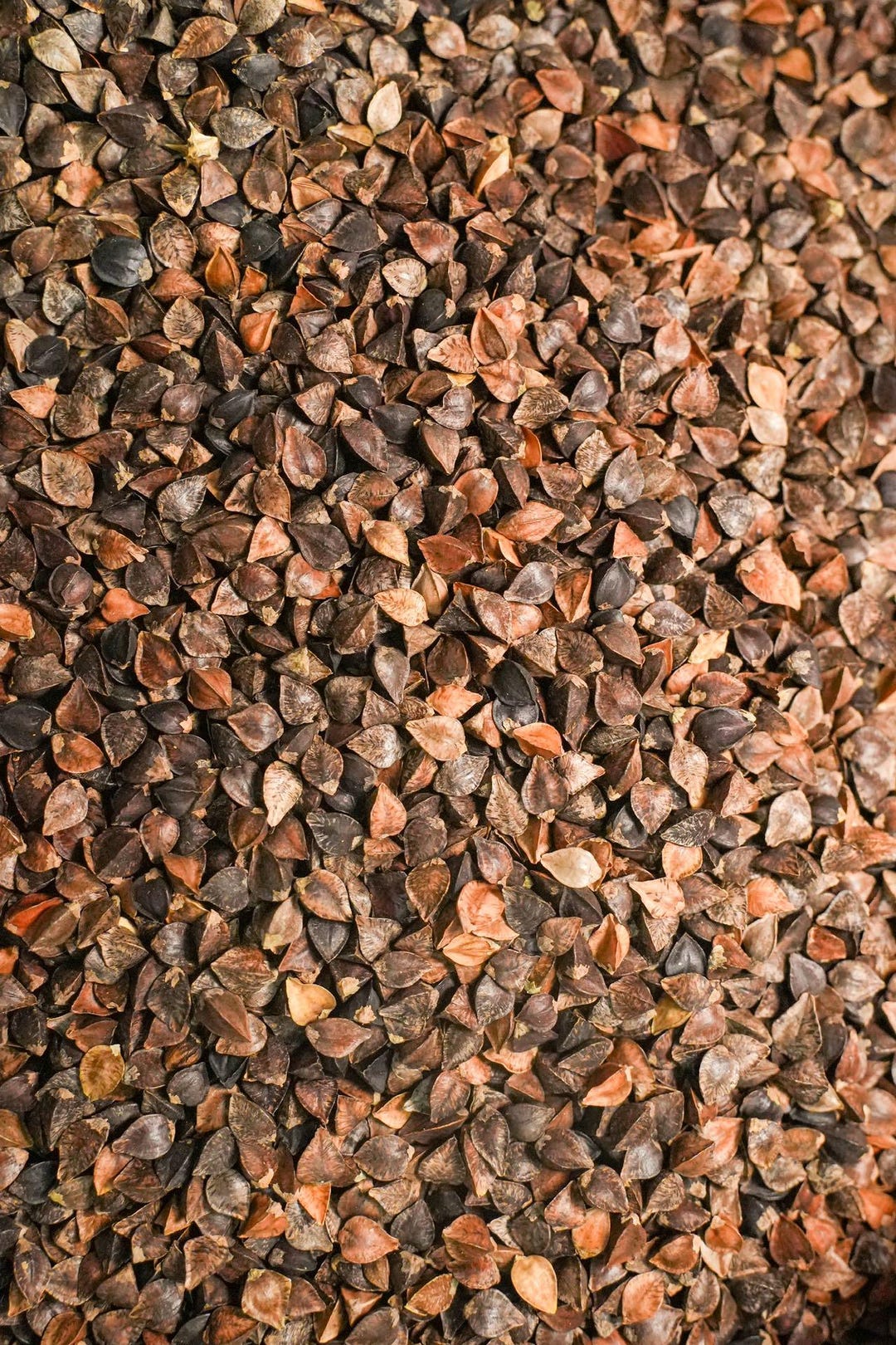 Whole Buckwheat Seeds With Husk for Birds, Conure, Cockatiels, Quaker ...