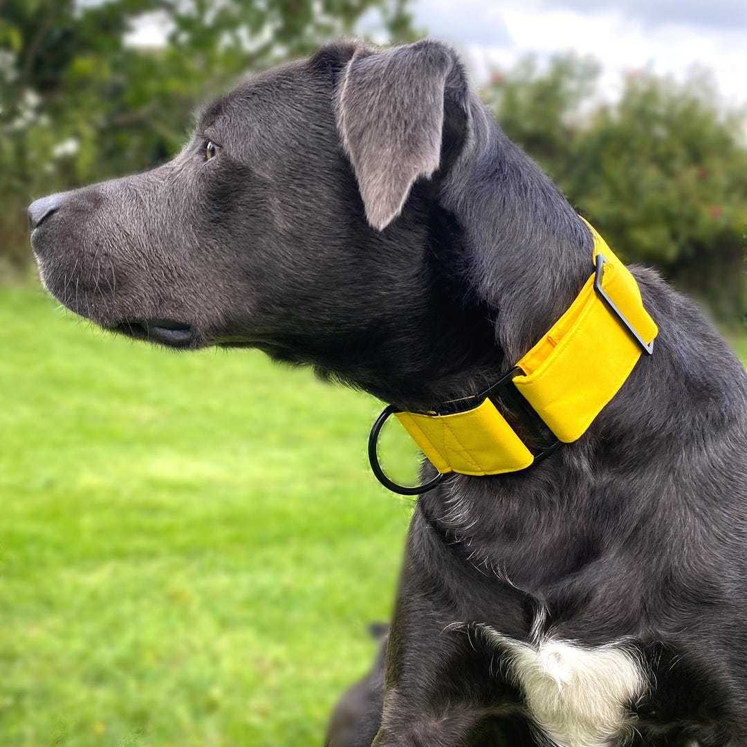 Bright Yellow Water Repellent Mud Proof Martingale Dog Collar 2" or 1.5 ...