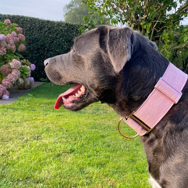 1.5 Dog Collar - Etsy