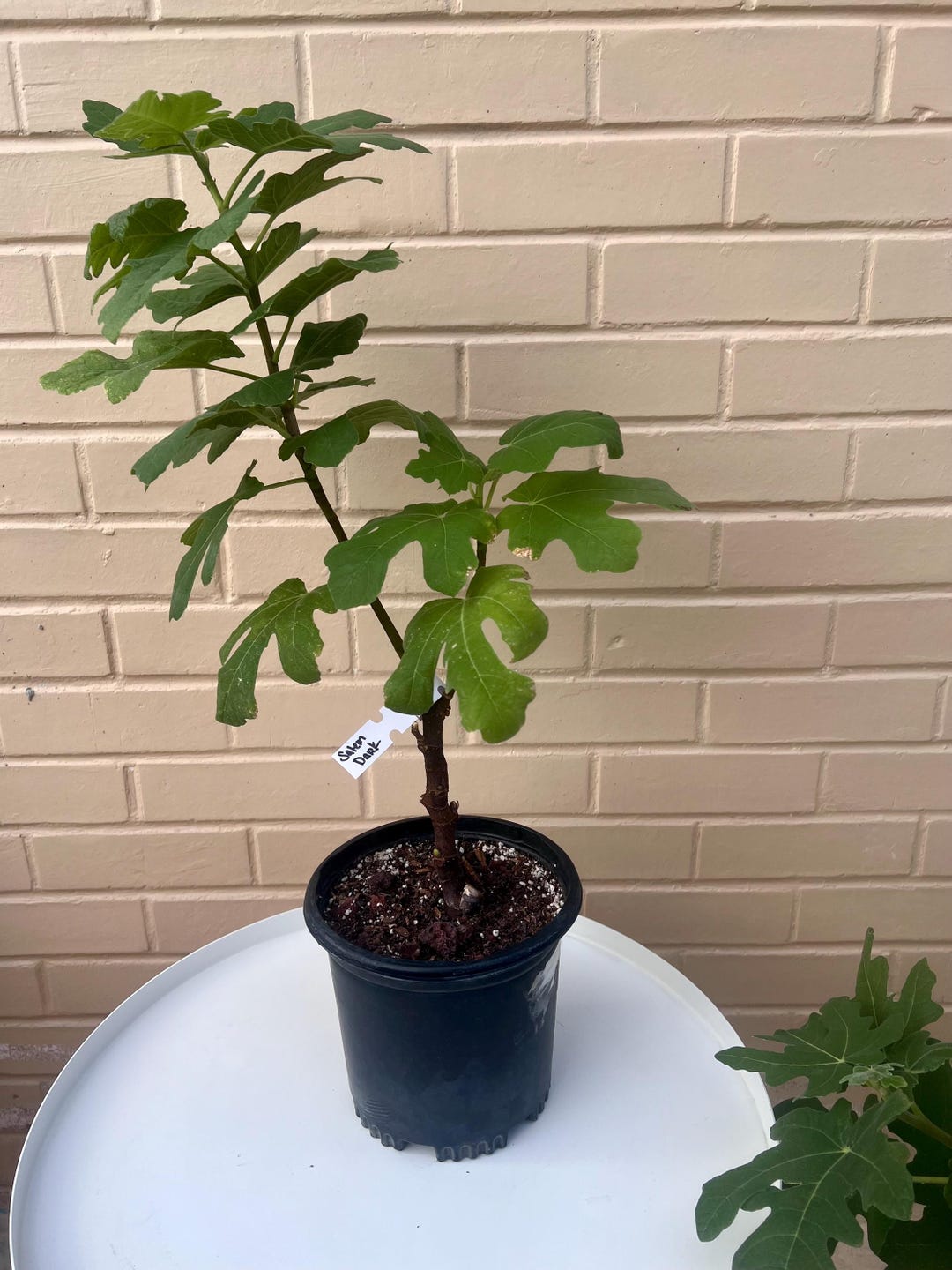 Salem Dark Live Fig Tree 1 Gallon Nursery Pot - Etsy