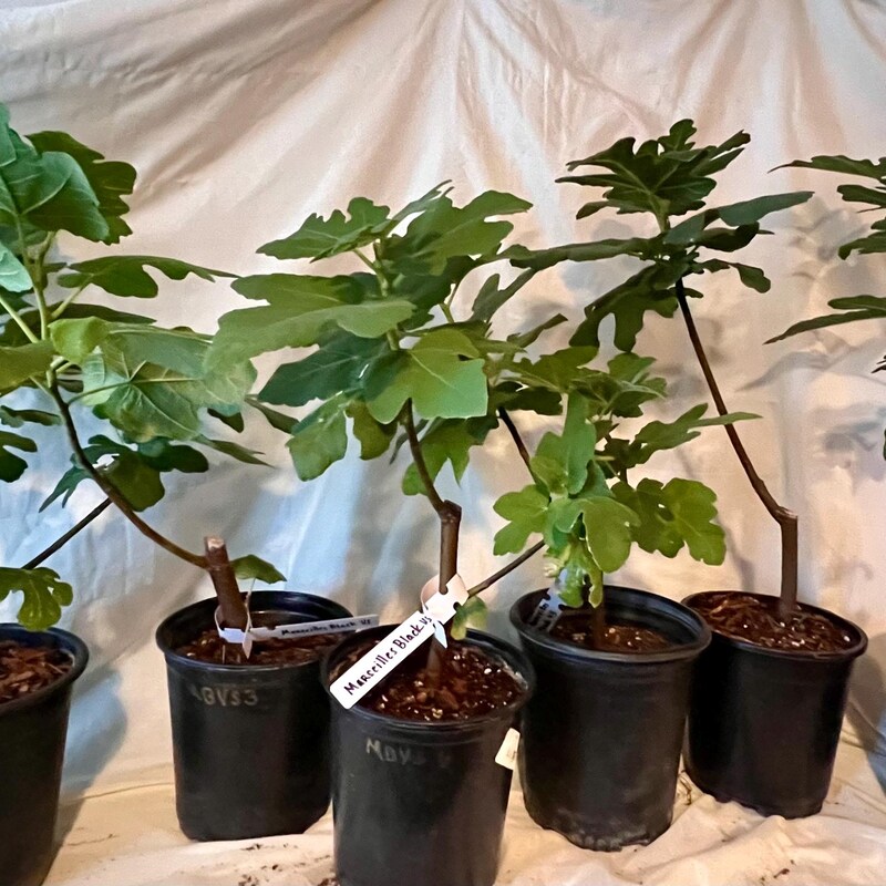 Fig Tree Live - Etsy