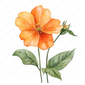 8 Orange Watercolor Floral Clipart, Vibrant Wildflowers With Green ...