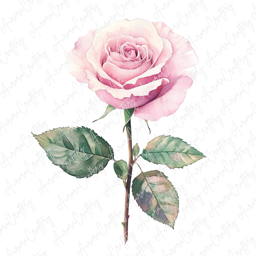 8 Watercolor Blush Pink Rose Clipart, Soft Romantic Rose Clipart ...