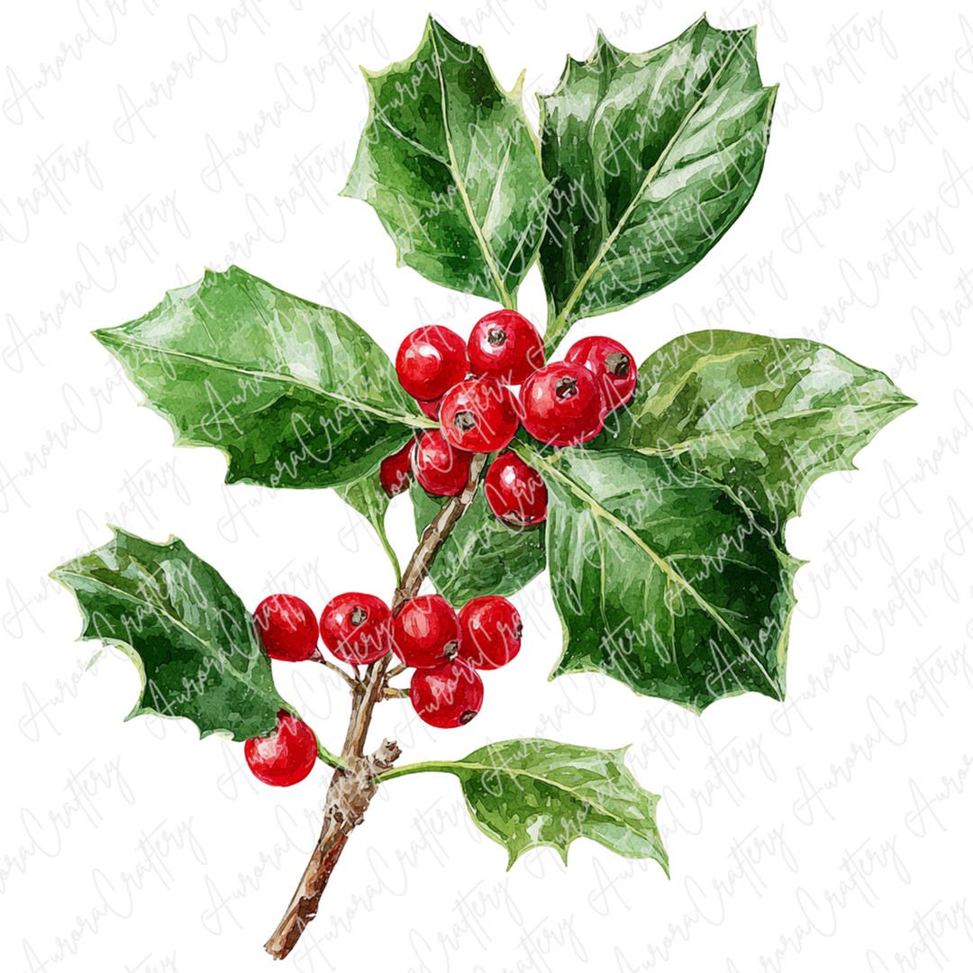 6 Watercolor Holly Berry Clipart JPG, Winter Greenery Illustrations ...