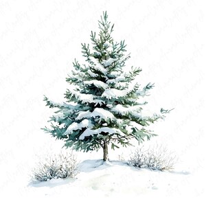 8 Watercolor Snowy Pine Tree Winter Clipart, Winter Pine Tree Clipart ...