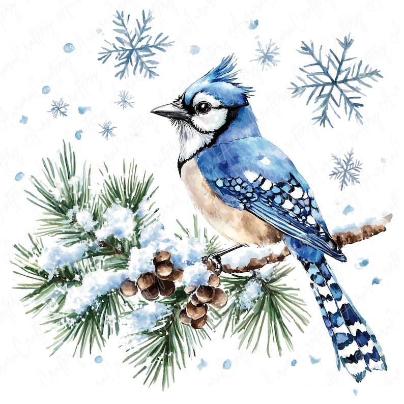8 Watercolor Blue Jay Clipart, Winter Birds on Pine Branches ...