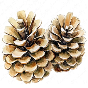 8 Watercolor Pinecones Clipart, Fall Clipart, Fall and Winter Crafts ...