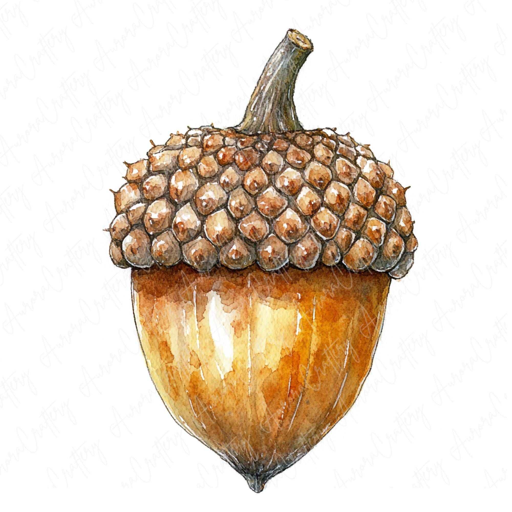 6 Watercolor Acorn Clipart Rustic Autumn Leaves and Acorns for Fall ...