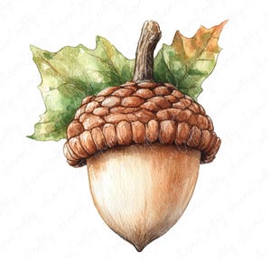 6 Watercolor Acorn Clipart Rustic Autumn Leaves and Acorns for Fall ...