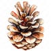 8 Watercolor Pinecones Clipart, Fall Clipart, Fall and Winter Crafts ...