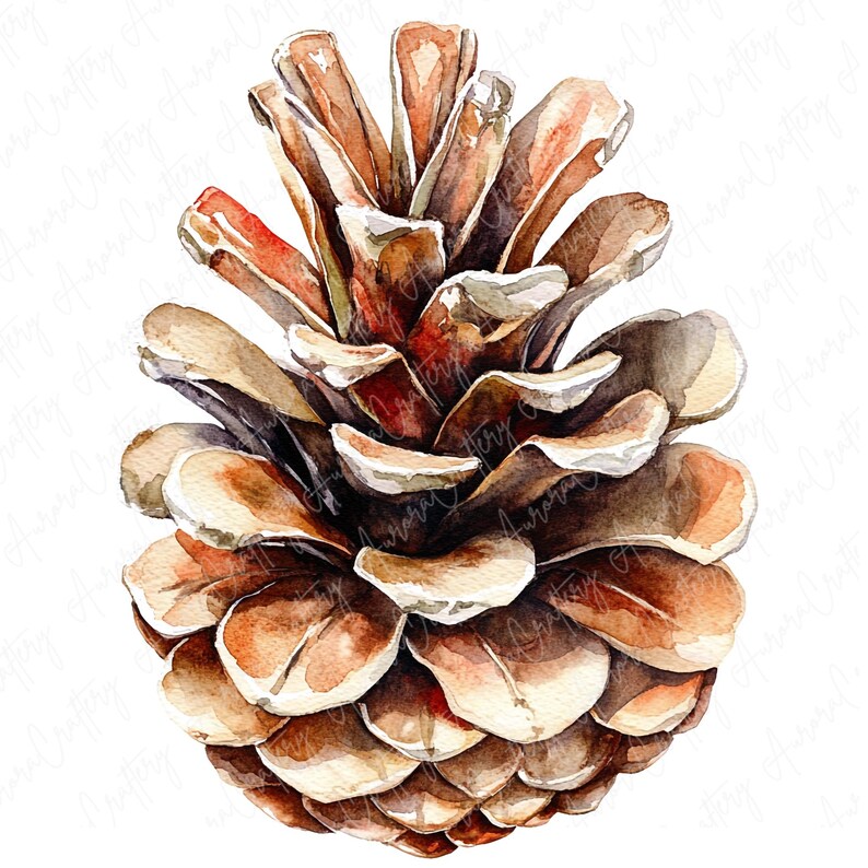 8 Watercolor Pinecones Clipart, Fall Clipart, Fall and Winter Crafts ...