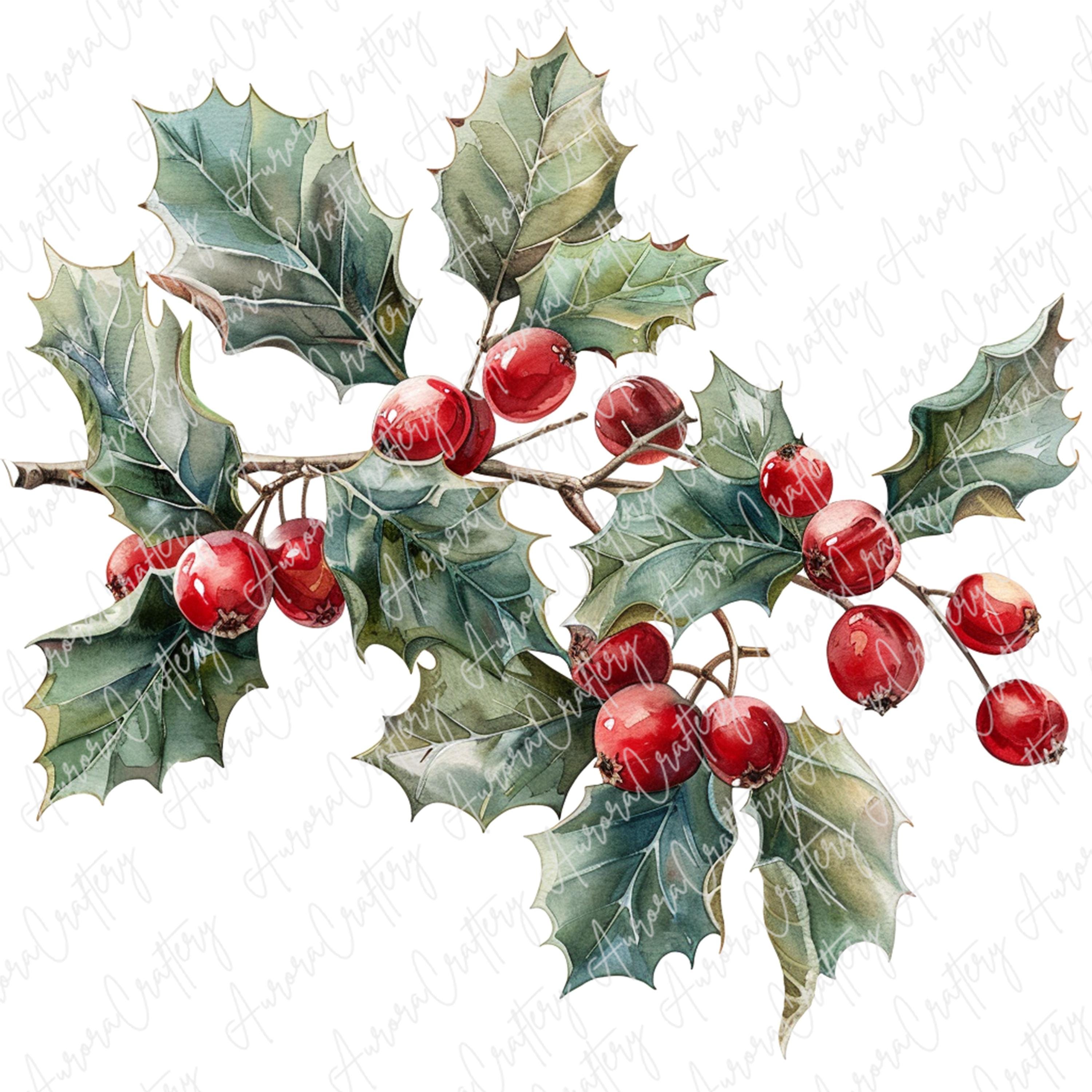 5 Watercolor Holly & Berries Clipart , Seasonal Foliage Branch JPG ...