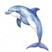 9 Watercolor Dolphin Clipart, Ocean Clipart, Cute Dolphin Clipart ...