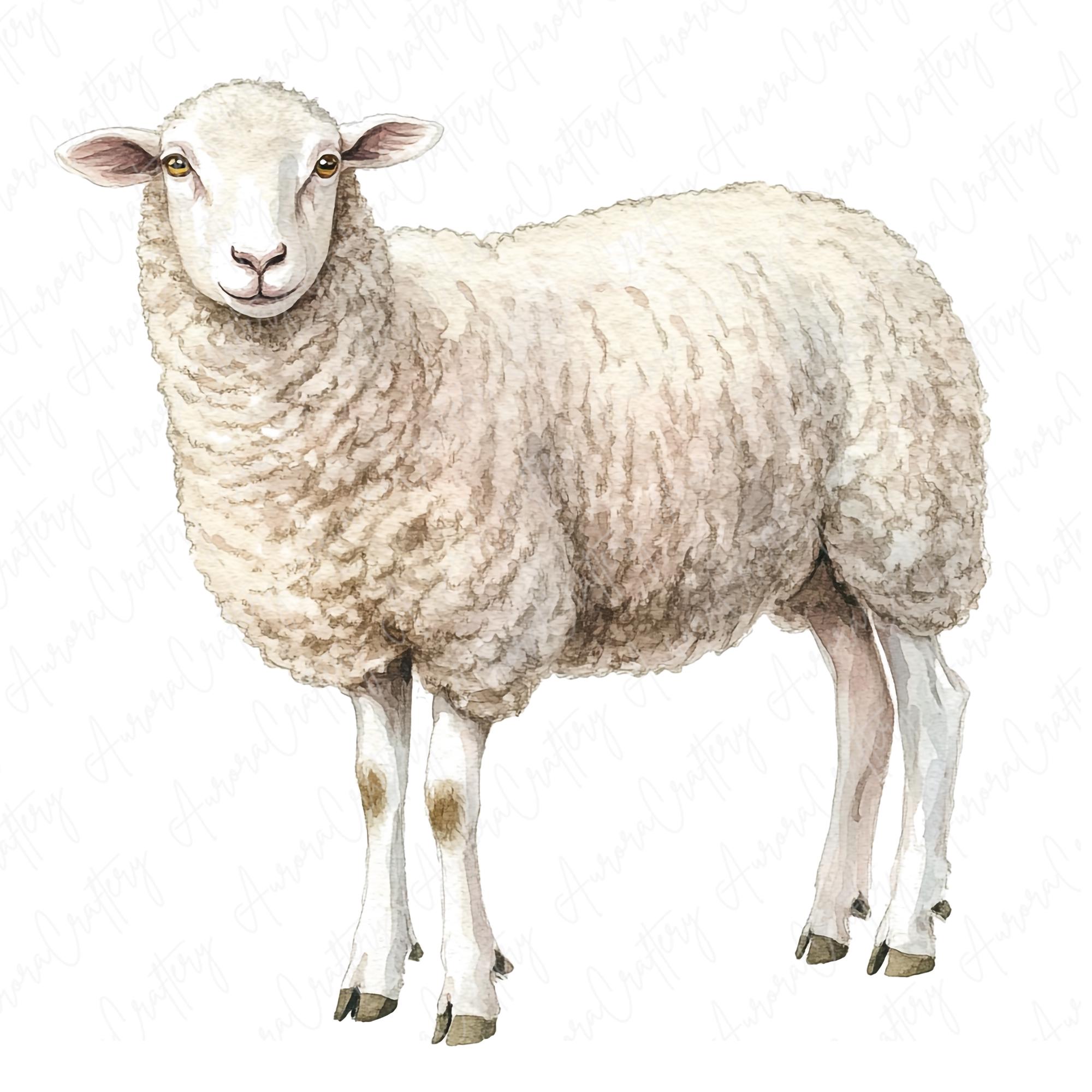 12 Watercolor Sheep Farm Clipart, Cute Sheep Clipart, Farm Animal ...