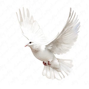 8 Watercolor White Dove Clipart, Peaceful Dove Clipart Memorial Dove ...
