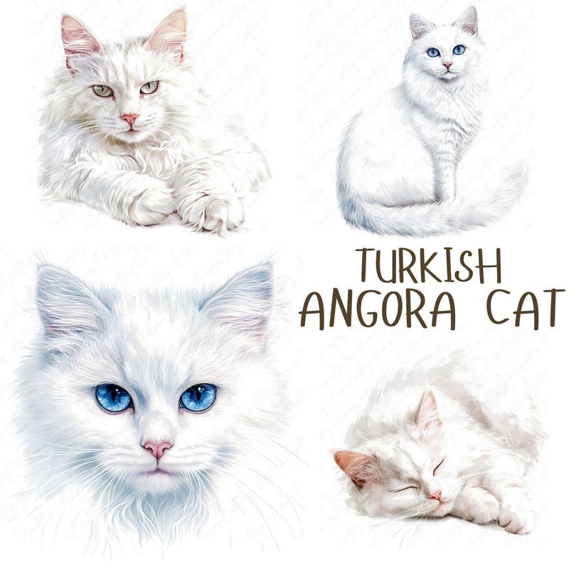 Turkish Angora Cat - Etsy