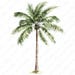 6 Watercolor Palm Tree Clipart Bundle, Tropical Coconut Trees & Summer ...