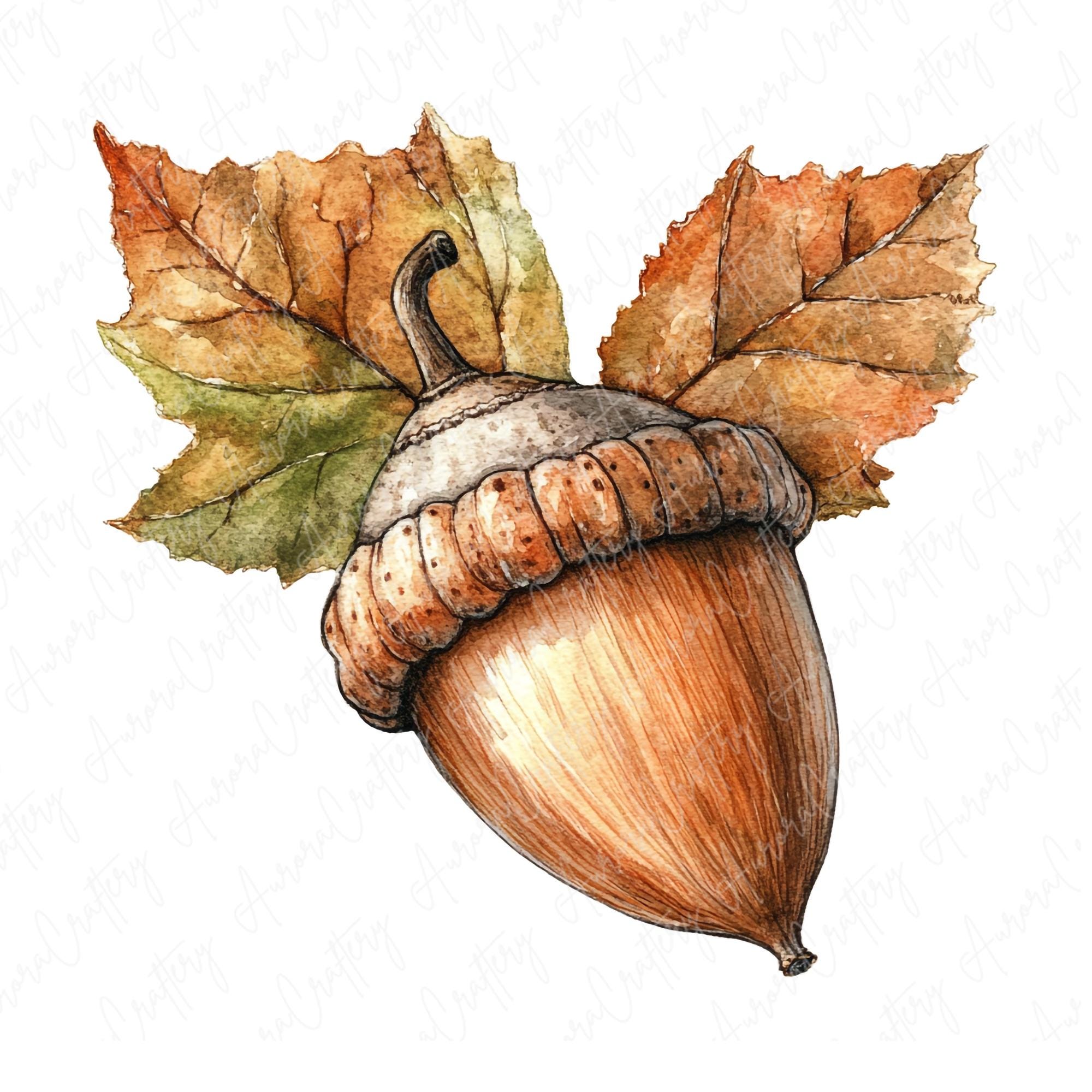 6 Watercolor Acorn Clipart Rustic Autumn Leaves and Acorns for Fall ...