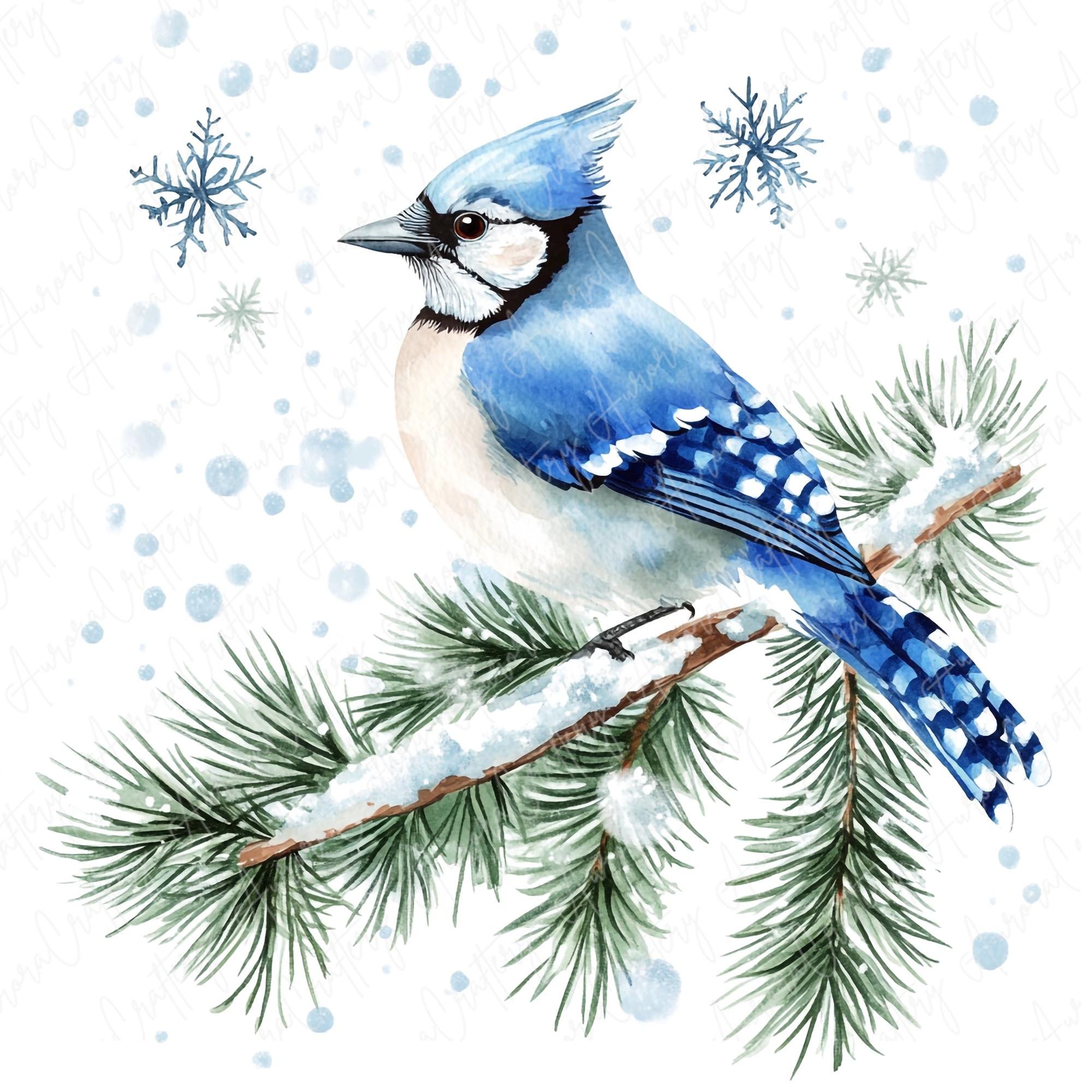 8 Watercolor Blue Jay Clipart, Winter Birds on Pine Branches ...