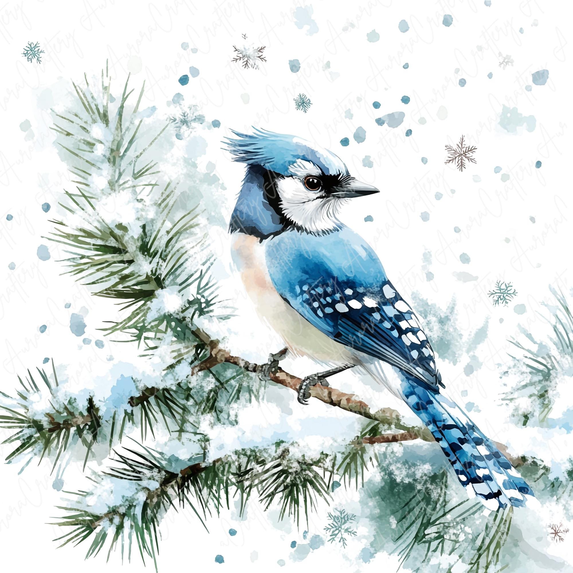 8 Watercolor Blue Jay Clipart, Winter Birds on Pine Branches ...