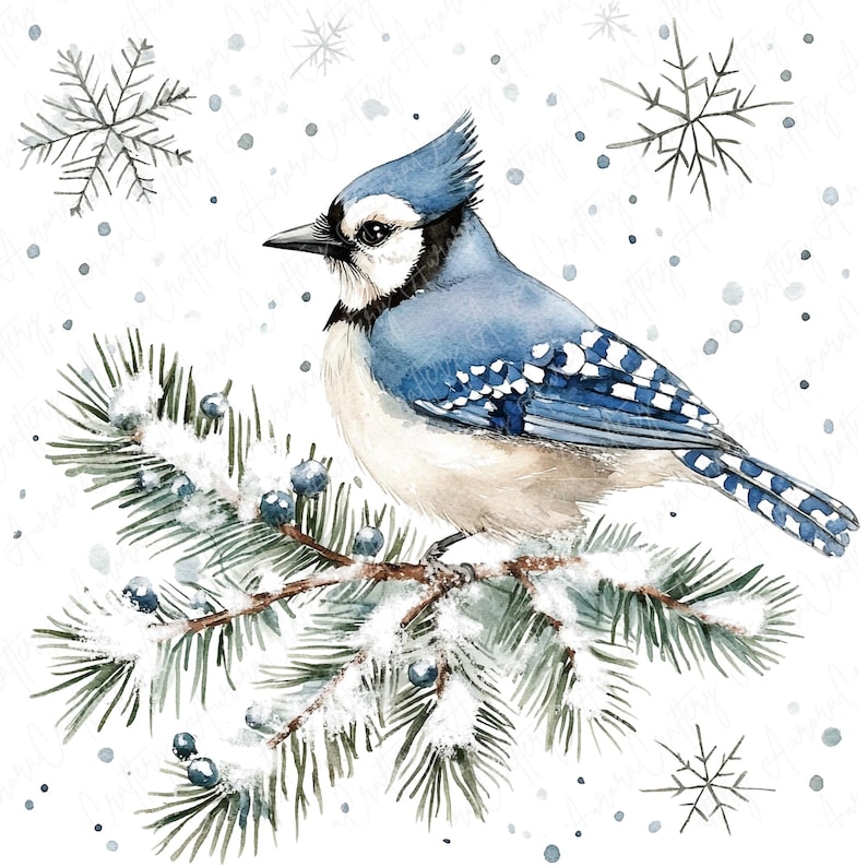 8 Watercolor Blue Jay Clipart, Winter Birds on Pine Branches ...