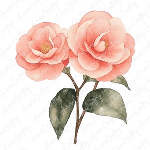 4 Watercolor Camellia Clipart, Pink and Red Floral Illustrations ...