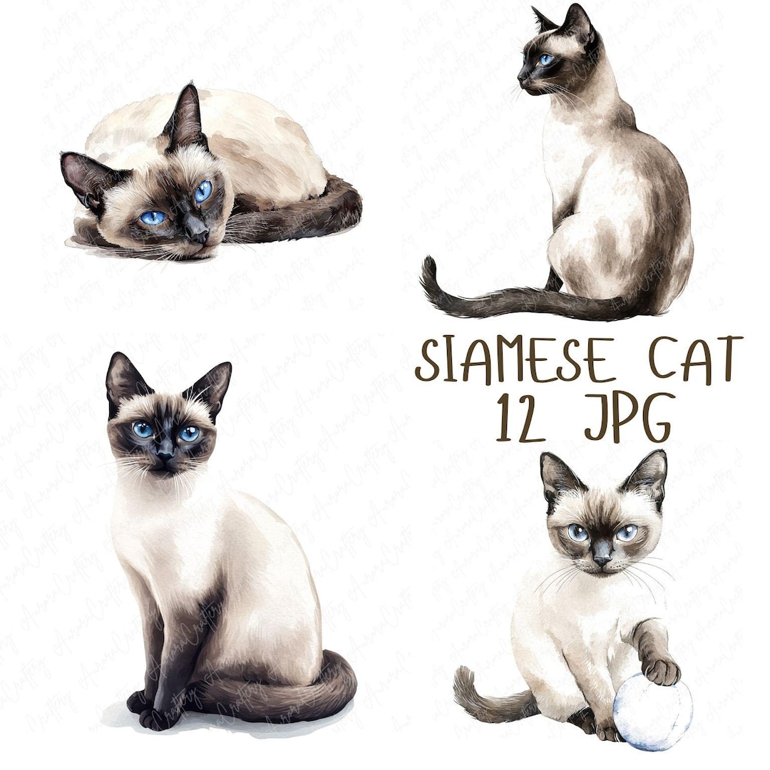12 Watercolor Siamese Cat Clipart, Playful Siamese Cats, Cute Cat ...