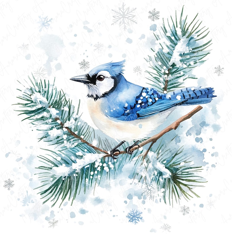 8 Watercolor Blue Jay Clipart, Winter Birds on Pine Branches ...