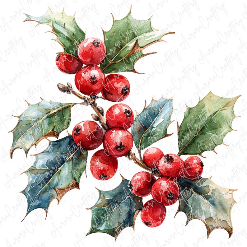 5 Watercolor Holly & Berries Clipart , Seasonal Foliage Branch JPG ...