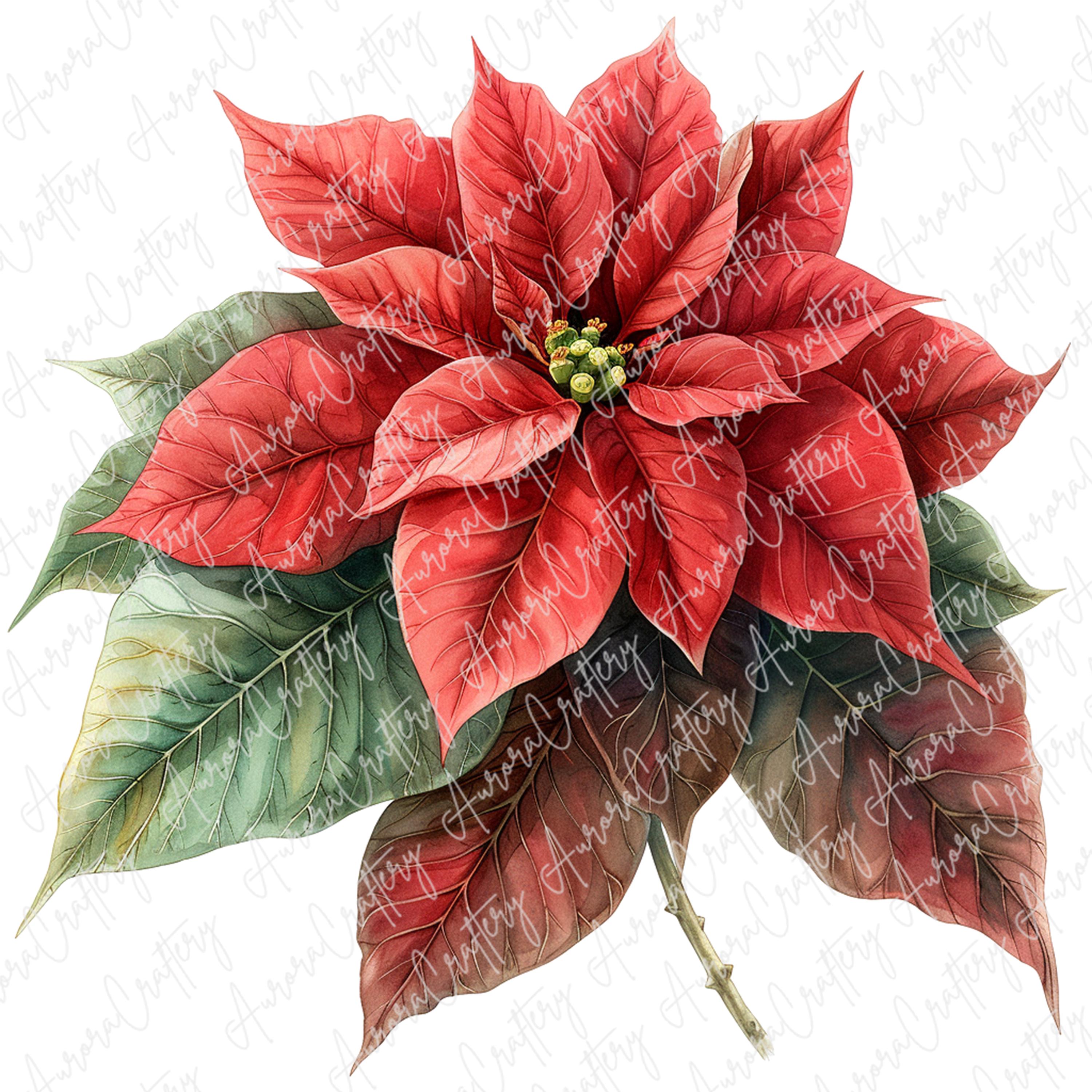 8 Watercolor Poinsettia Flower Clipart , Red Seasonal Bloom JPG ...