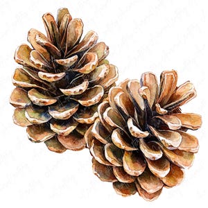 8 Watercolor Pinecones Clipart, Fall Clipart, Fall and Winter Crafts ...