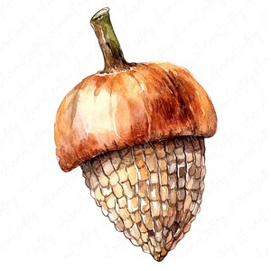 6 Watercolor Acorn Clipart Rustic Autumn Leaves and Acorns for Fall ...