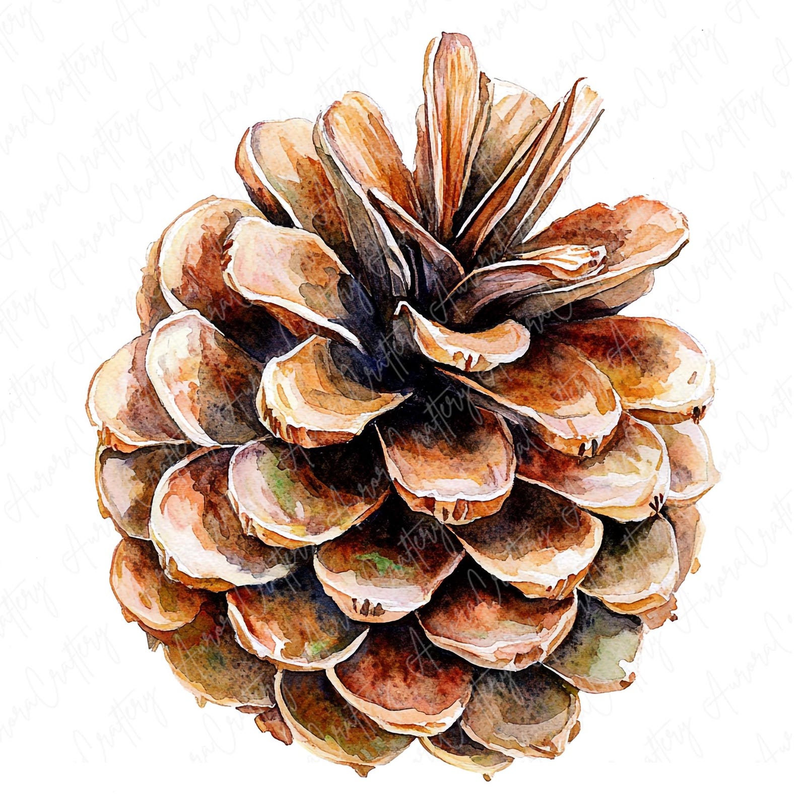 8 Watercolor Pinecones Clipart, Fall Clipart, Fall and Winter Crafts ...