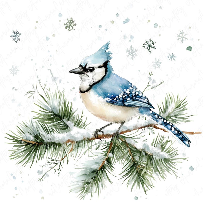 8 Watercolor Blue Jay Clipart, Winter Birds on Pine Branches ...