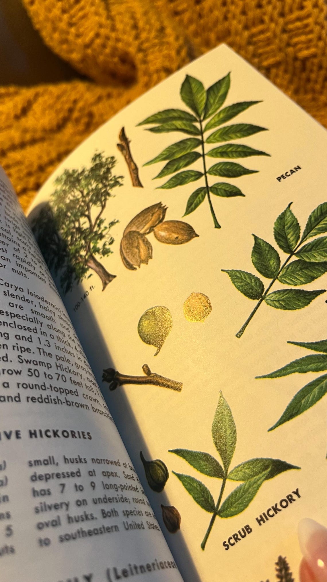 Golden Book Guide to Field Identication Trees of North America 1979/68 ...