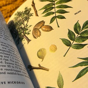 Golden Book Guide to Field Identication Trees of North America 1979/68 ...