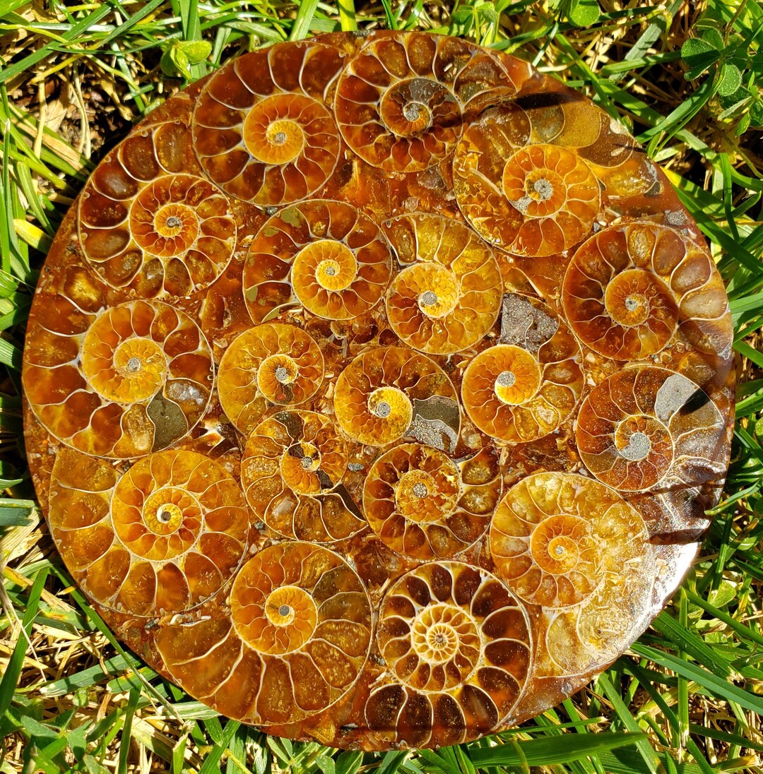 3.8" Ammonite Fossil Conch Spiral Shell Paleontological UV Disc Plate ...