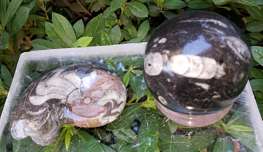 Beautiful Orthoceras Fossil Sphere (249 Gm) and Shell (91 G) Crystal ...