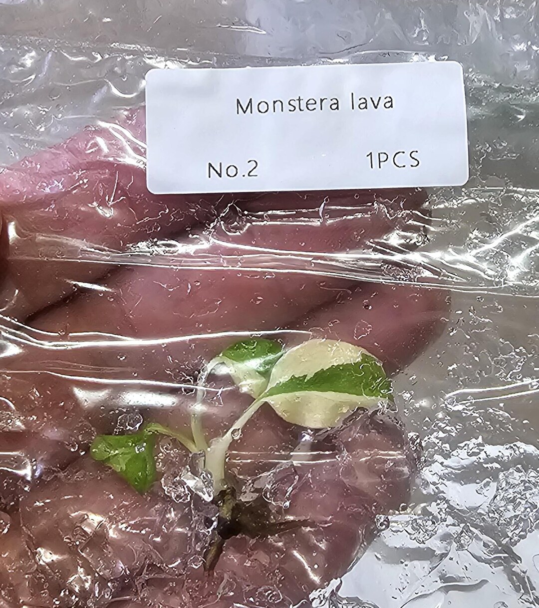 Monstera Lava - Etsy