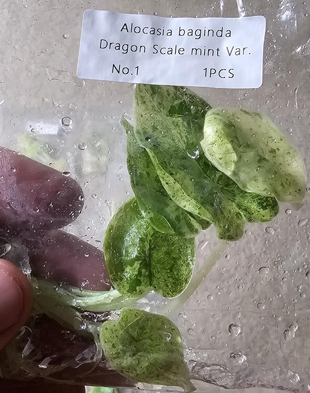 Alocasia Dragon Scale Mint - Etsy