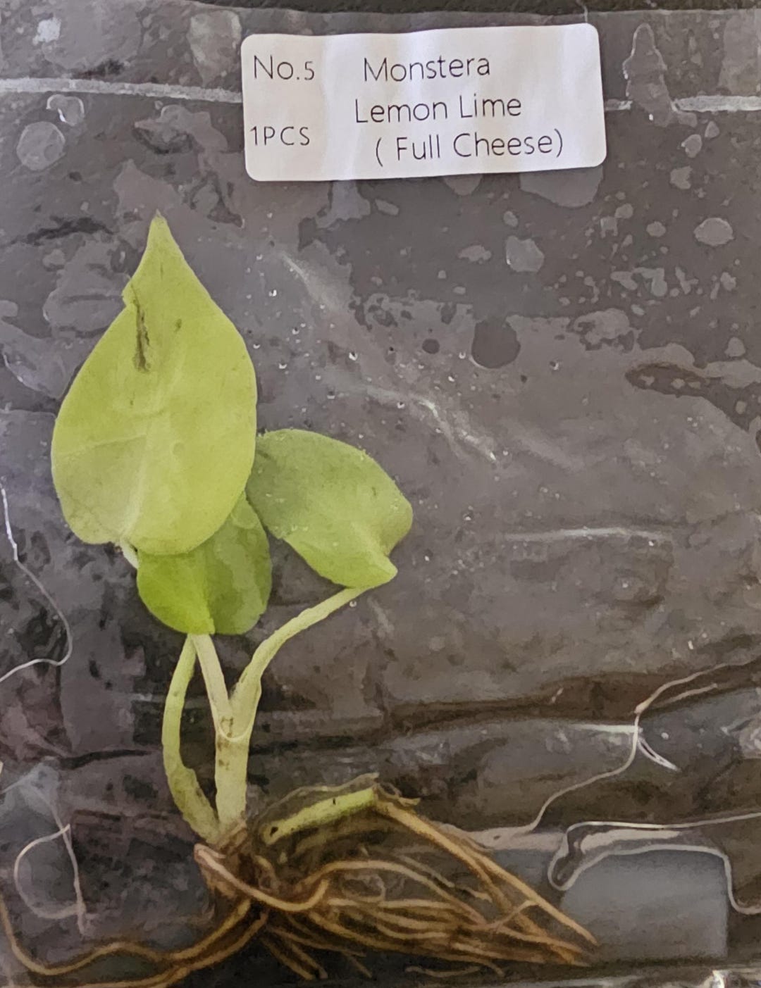 Monstera Lemon Lime Tissue Cultures Grower's Choice - Etsy