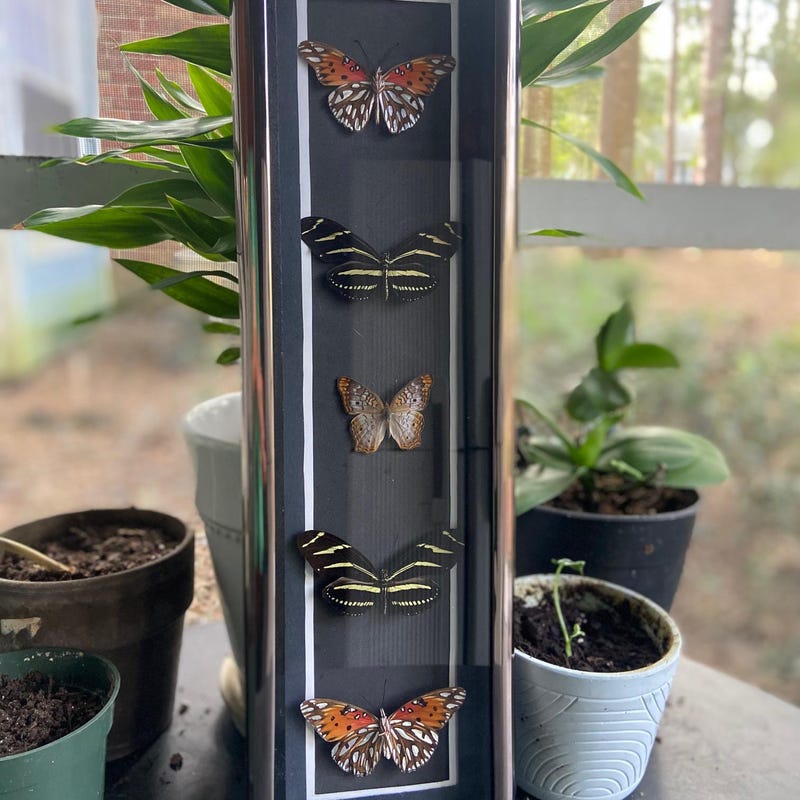 Butterfly Display - Etsy