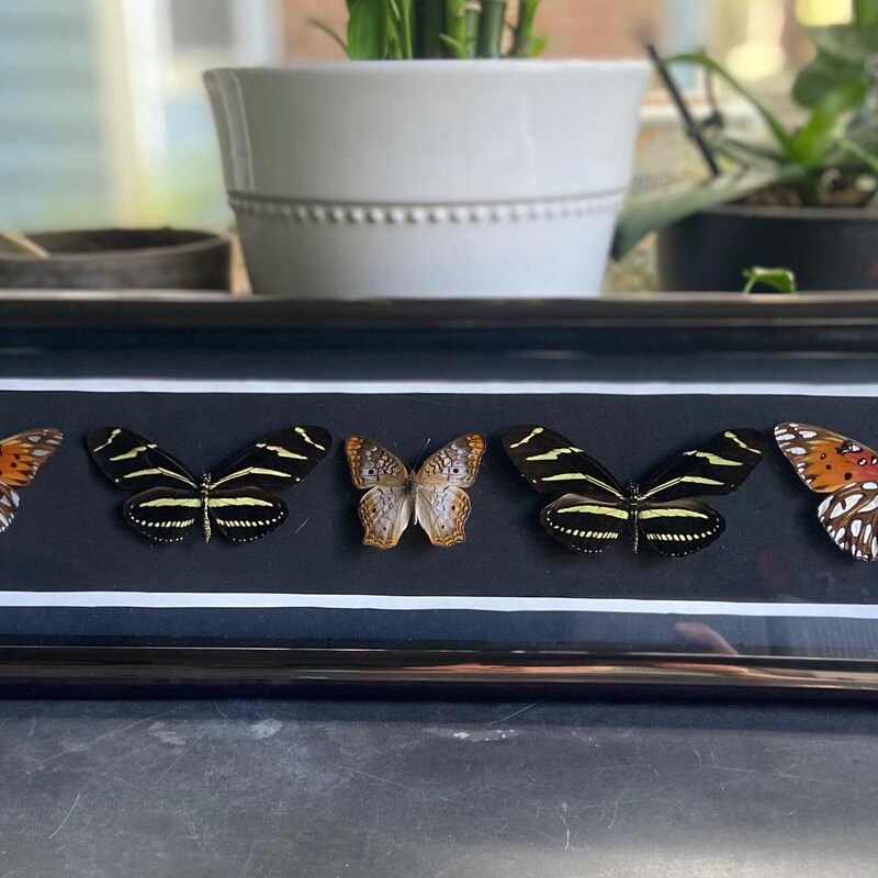 Butterfly Display - Etsy