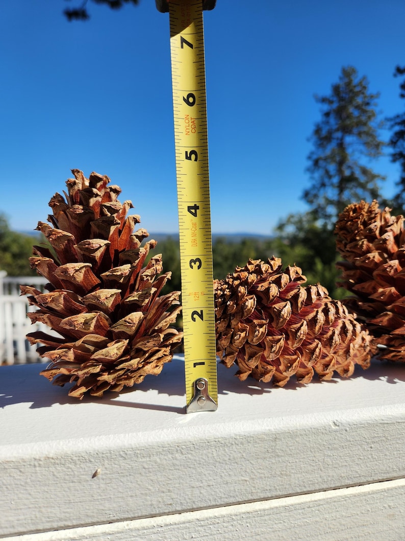 Ponderosa Pine Cones - Etsy