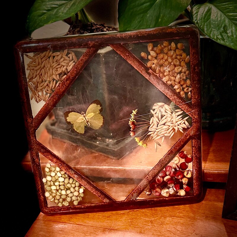 Dried Butterflies - Etsy
